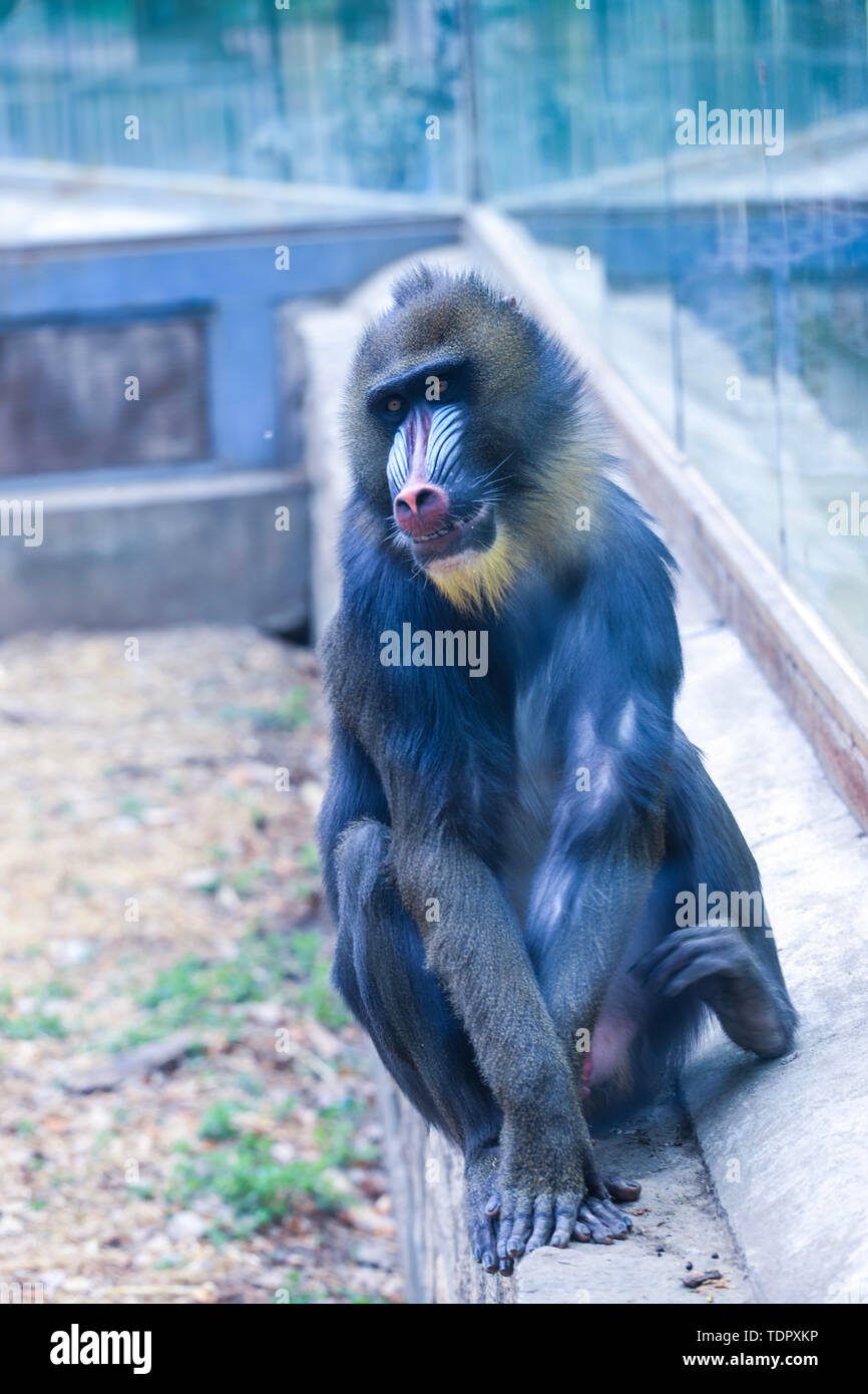 Everything revived, and the animals in the zoo ushered in spring Stock ...