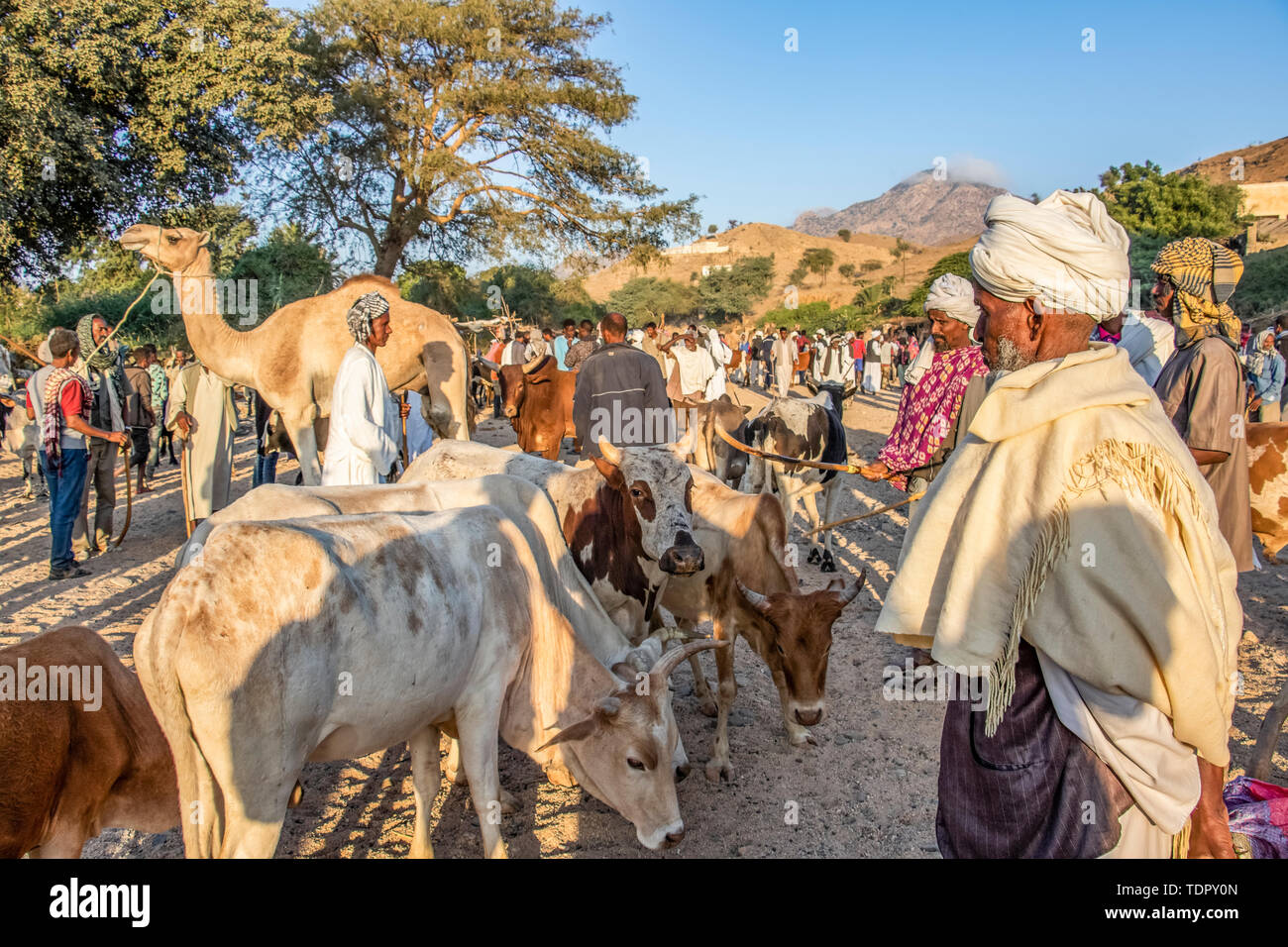 Eritrean cattle herder at the Monday livestock market; Keren, Anseba Region, Eritrea Stock Photo ...