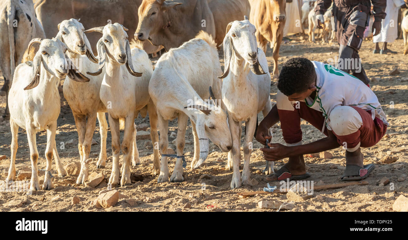 Eritrean herders with goats and sheep at the Monday livestock market; Keren, Anseba Region ...