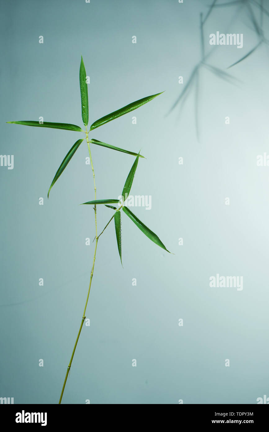 Human bamboo hi-res stock photography and images - Alamy