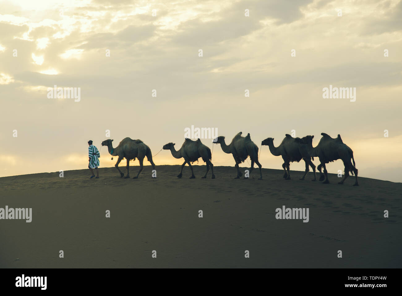 To the desert camel team far away Stock Photo - Alamy
