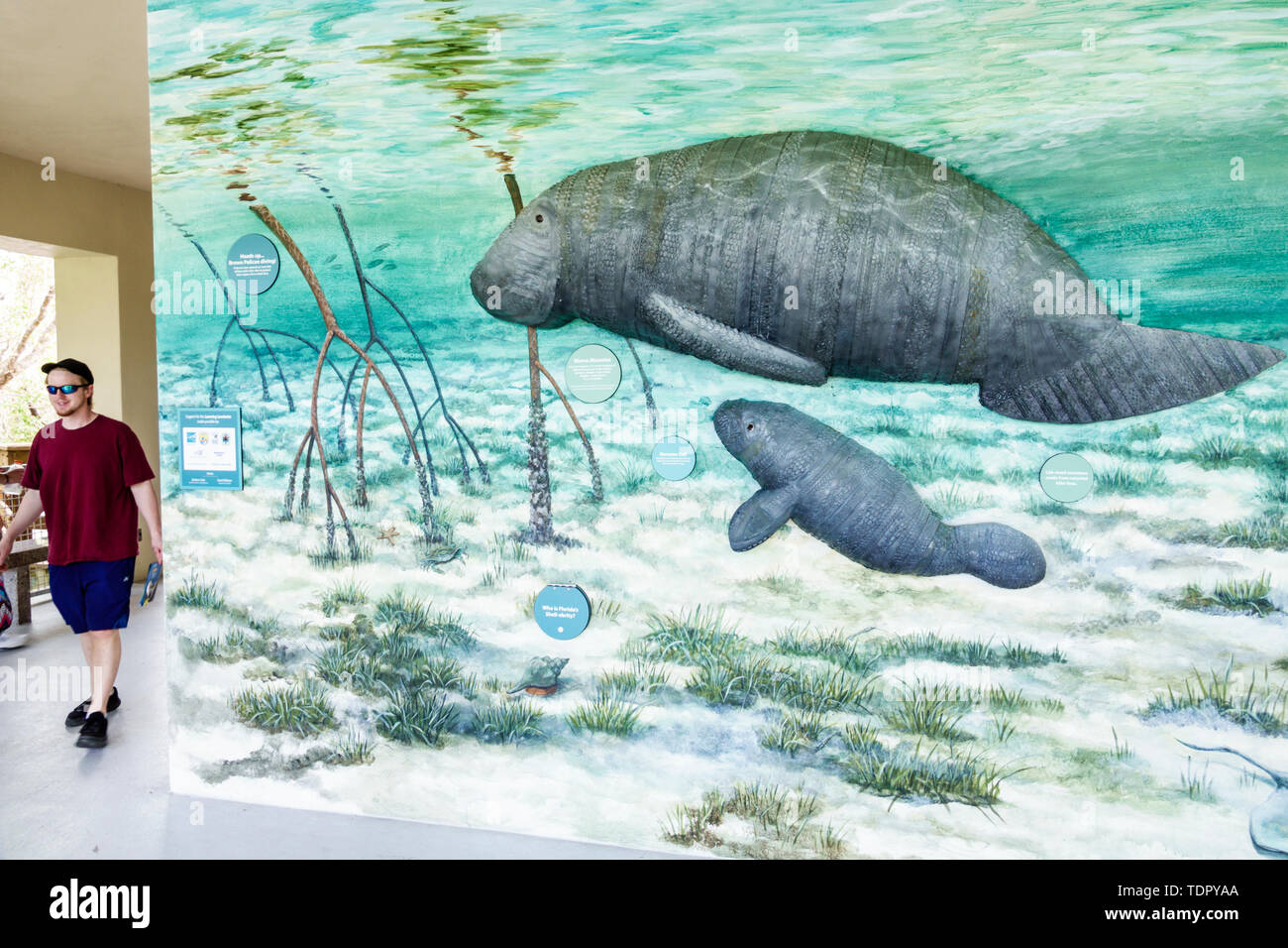 Manatees by artist andrew corke hi-res stock photography and images - Alamy