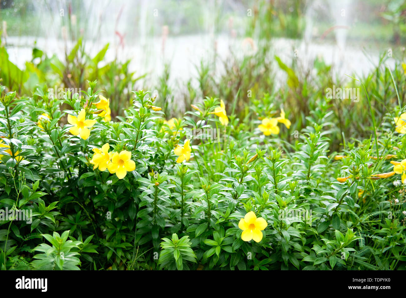 yellow trumpet flower in garden. allamanda cathartica flora Stock Photo ...