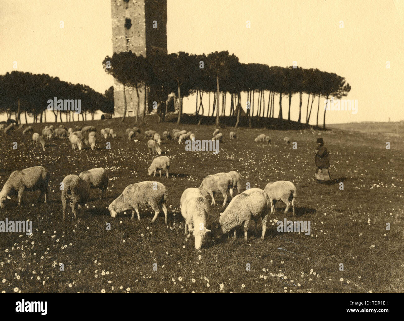 Shepherd with sheep and old Roman tower, Italy 1910s Stock Photo - Alamy