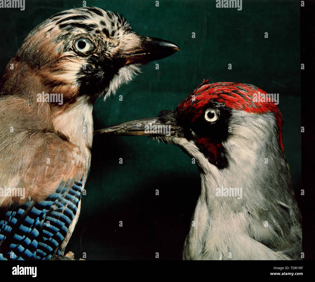 Woodpeckers head hi-res stock photography and images - Alamy