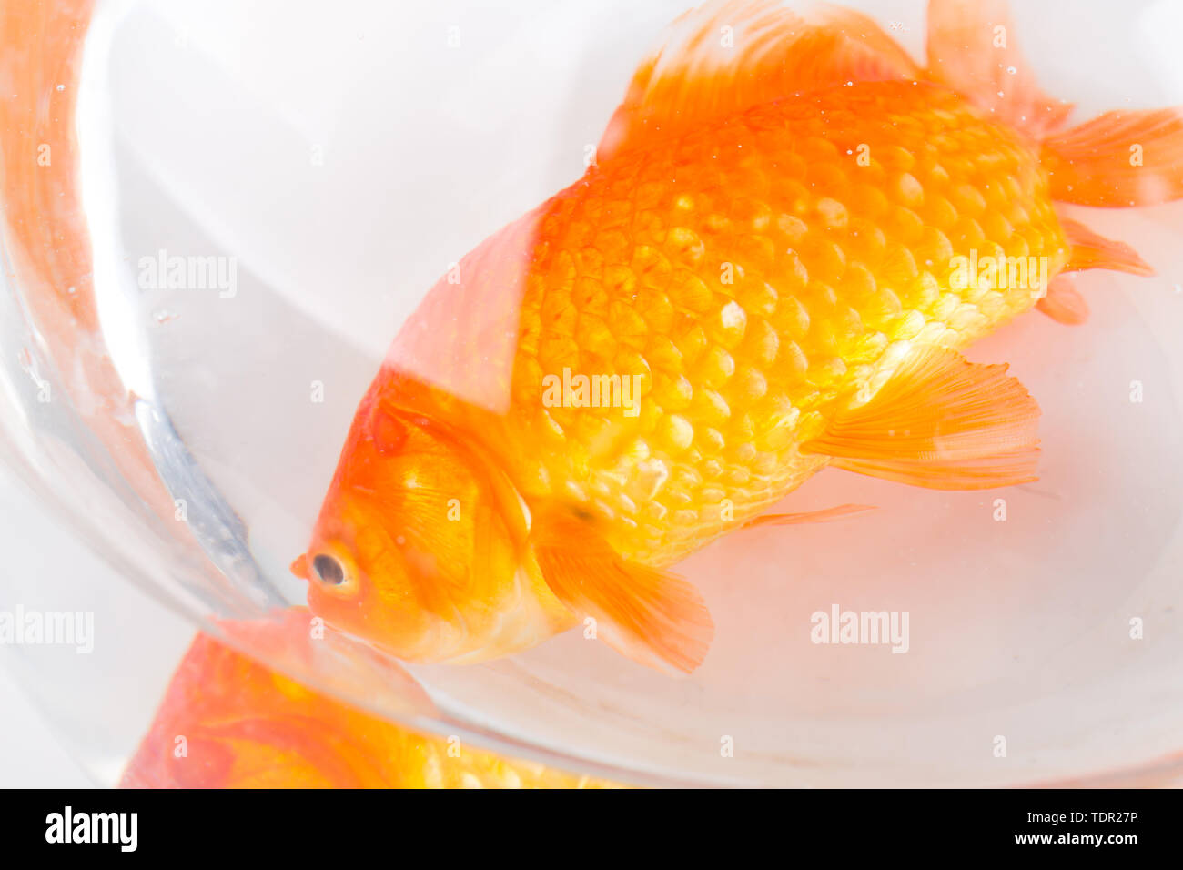 Sick fish tank hi-res stock photography and images - Alamy