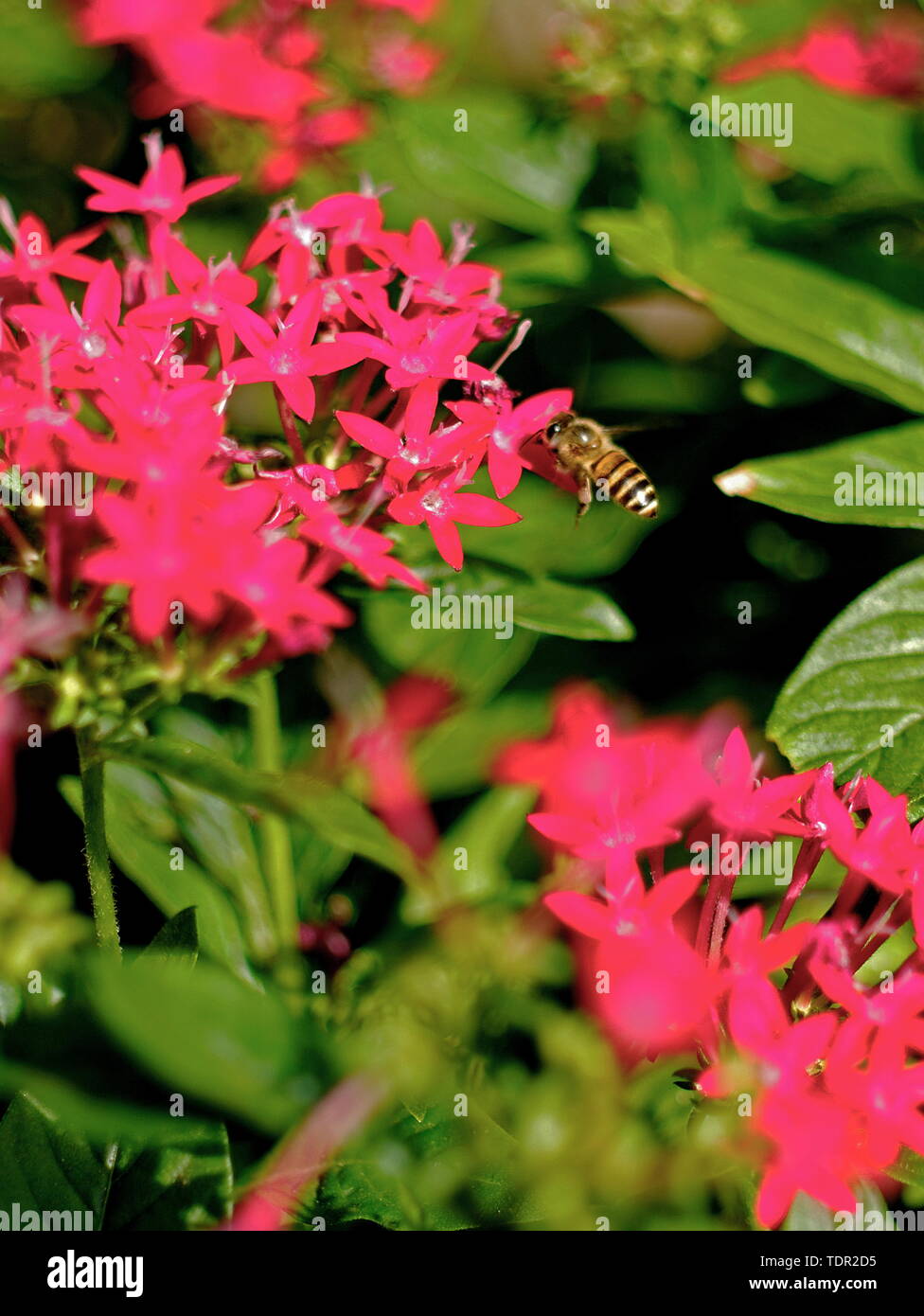 Five star flowers flowers and nature plants hi-res stock photography ...