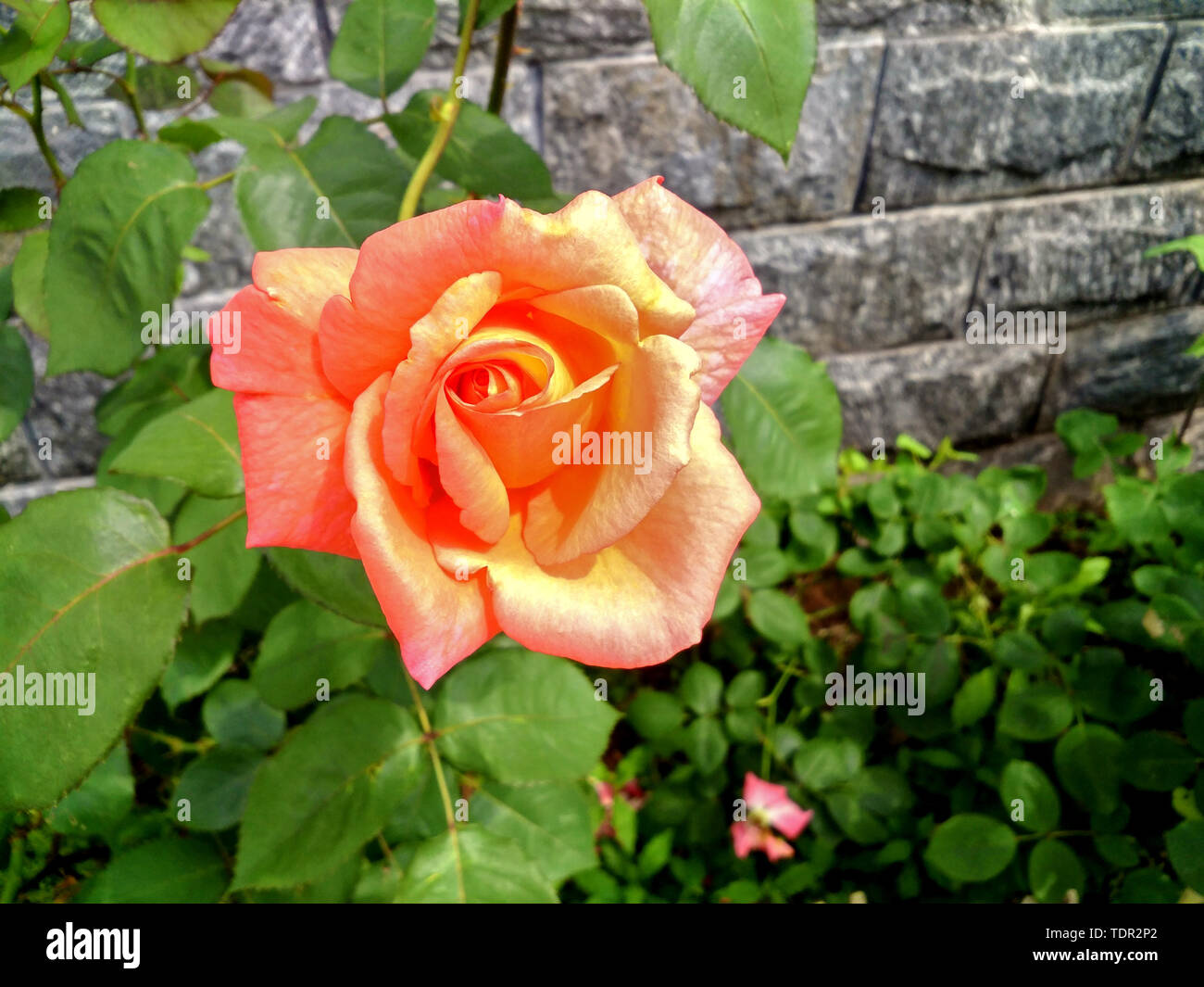 Moonflowers hi-res stock photography and images - Alamy