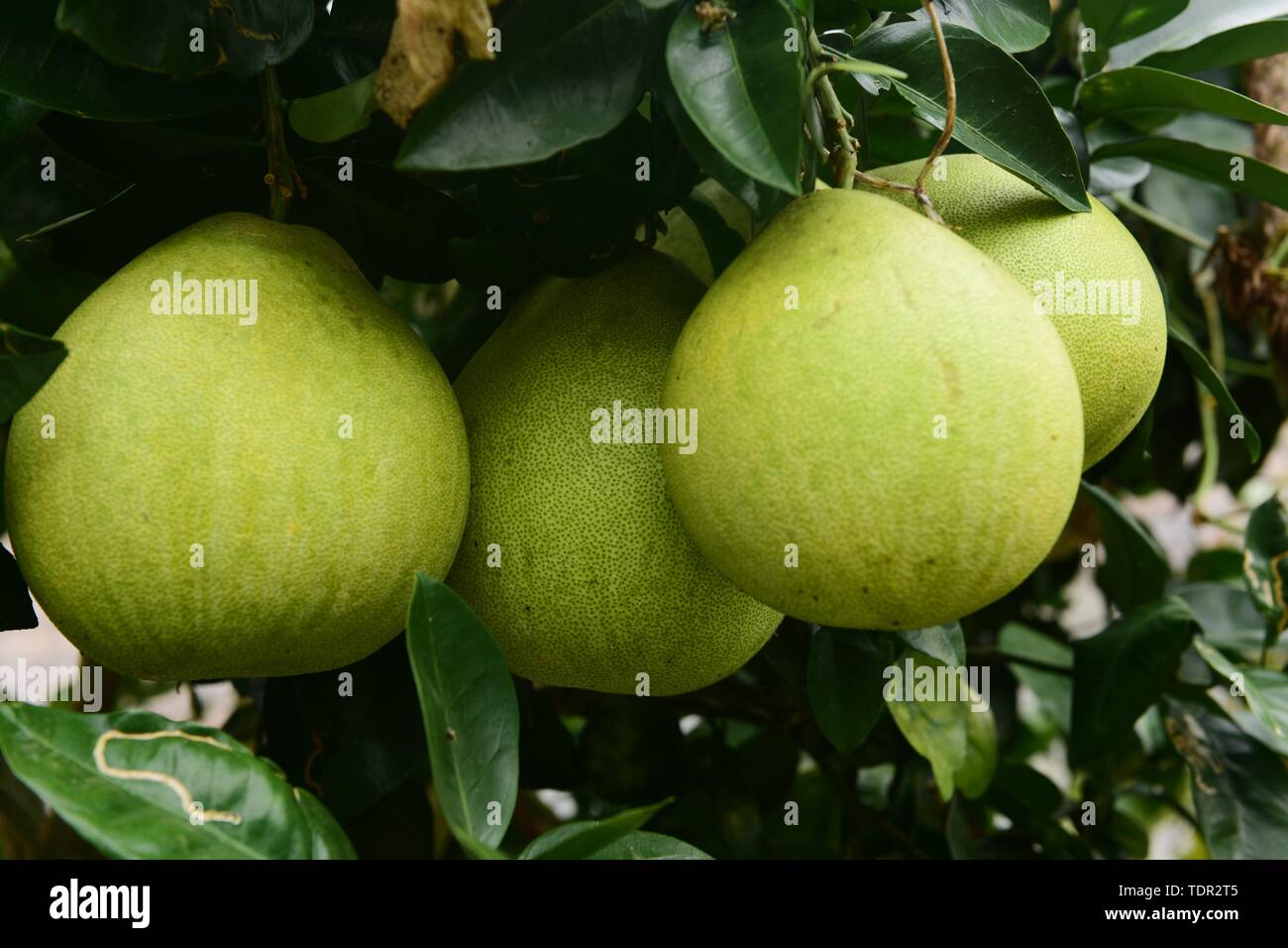 Pomelo picture hi-res stock photography and images - Alamy