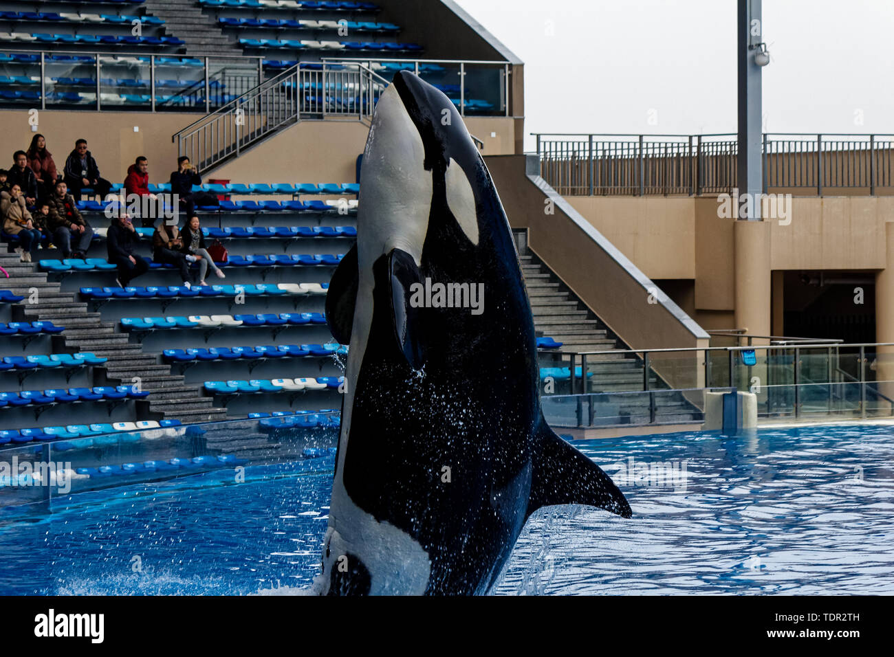 Haichang Ocean Park orca performance in Shanghai Stock Photo - Alamy