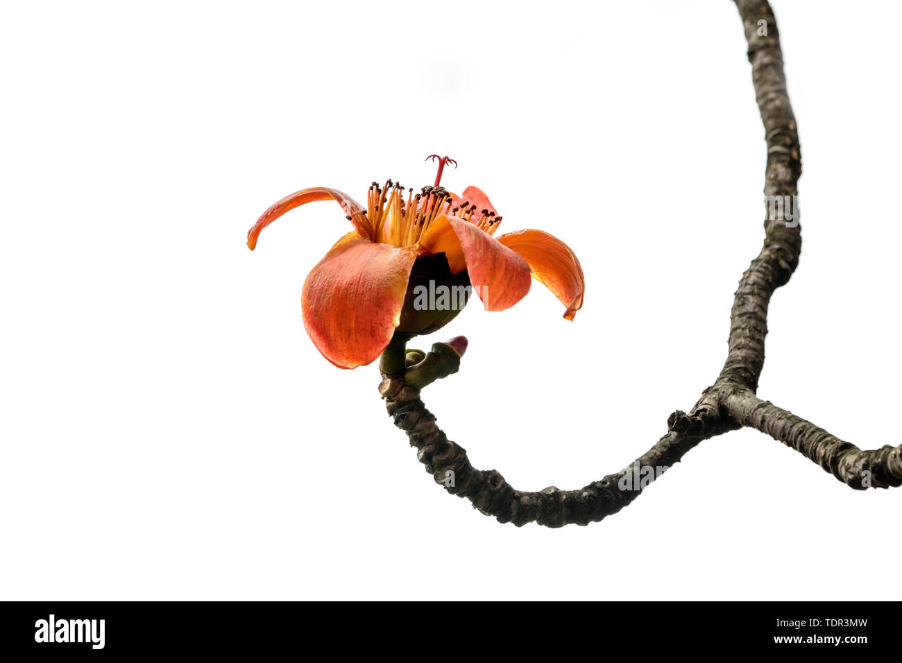 Kapok flower Cut Out Stock Images & Pictures - Alamy