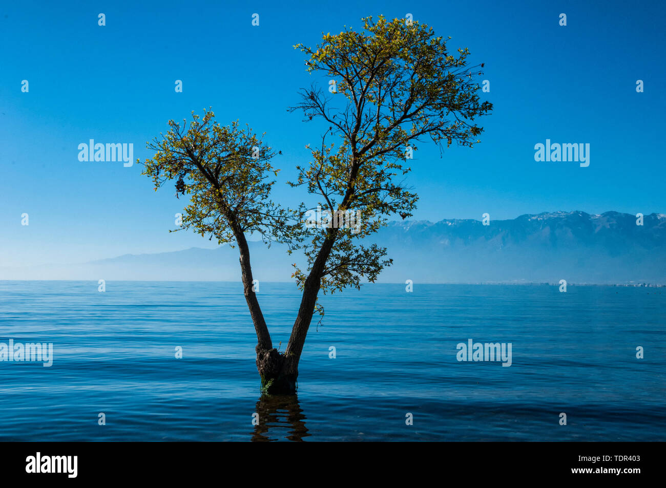 Lonely tree in Erhai, Dali, Yunnan Stock Photo - Alamy