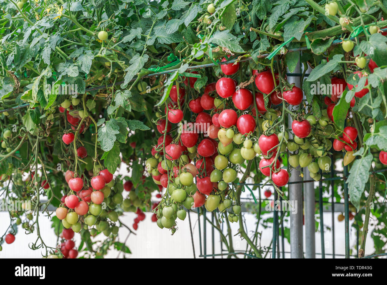 Small tomatoes tomato saint fruit hi-res stock photography and images ...