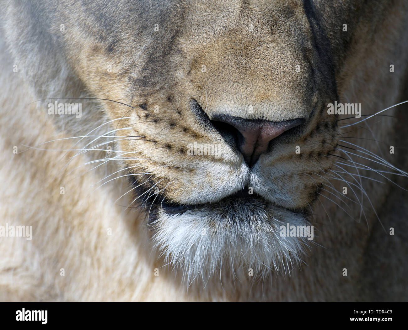 Yagor zoo hi-res stock photography and images - Alamy