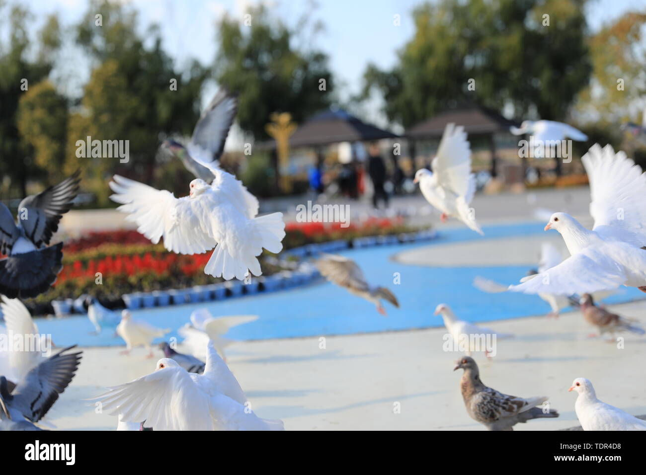 Beidaihe pigeon nest park Stock Photo - Alamy