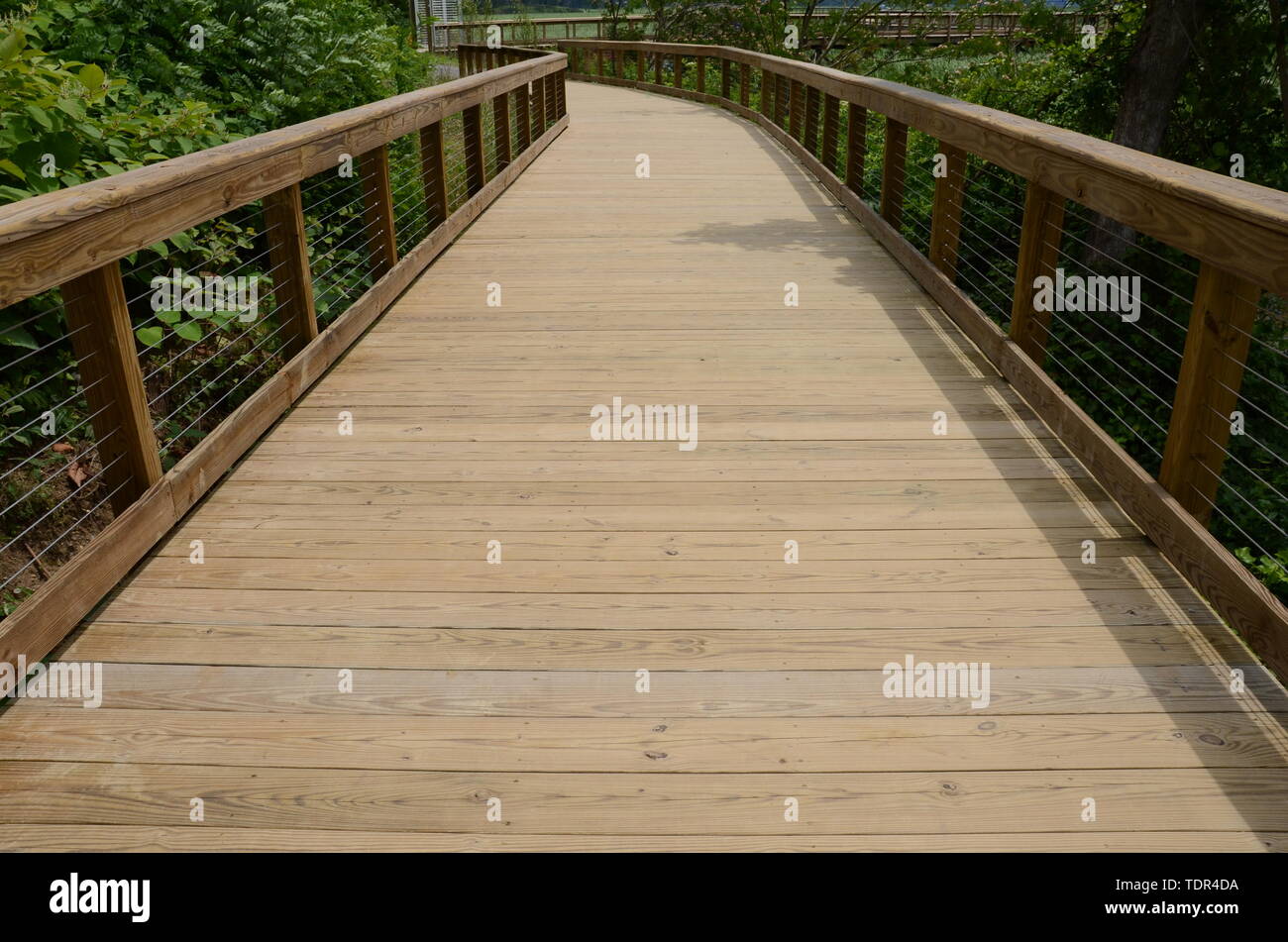 wooden boardwalk or trail or path with railing and green plants Stock ...