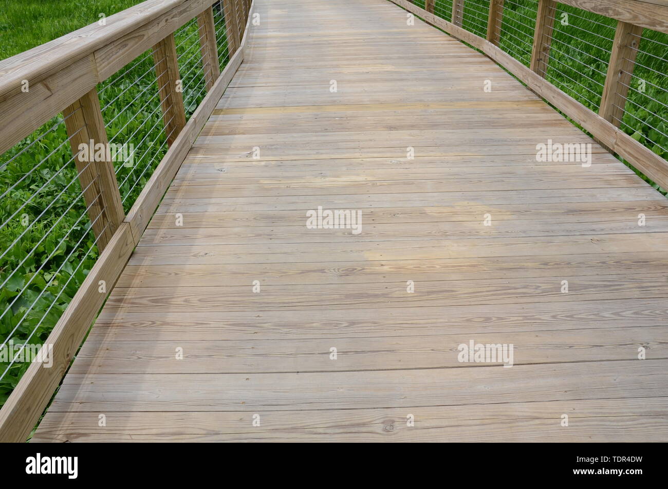 wooden boardwalk or trail or path with railing and green plants Stock ...