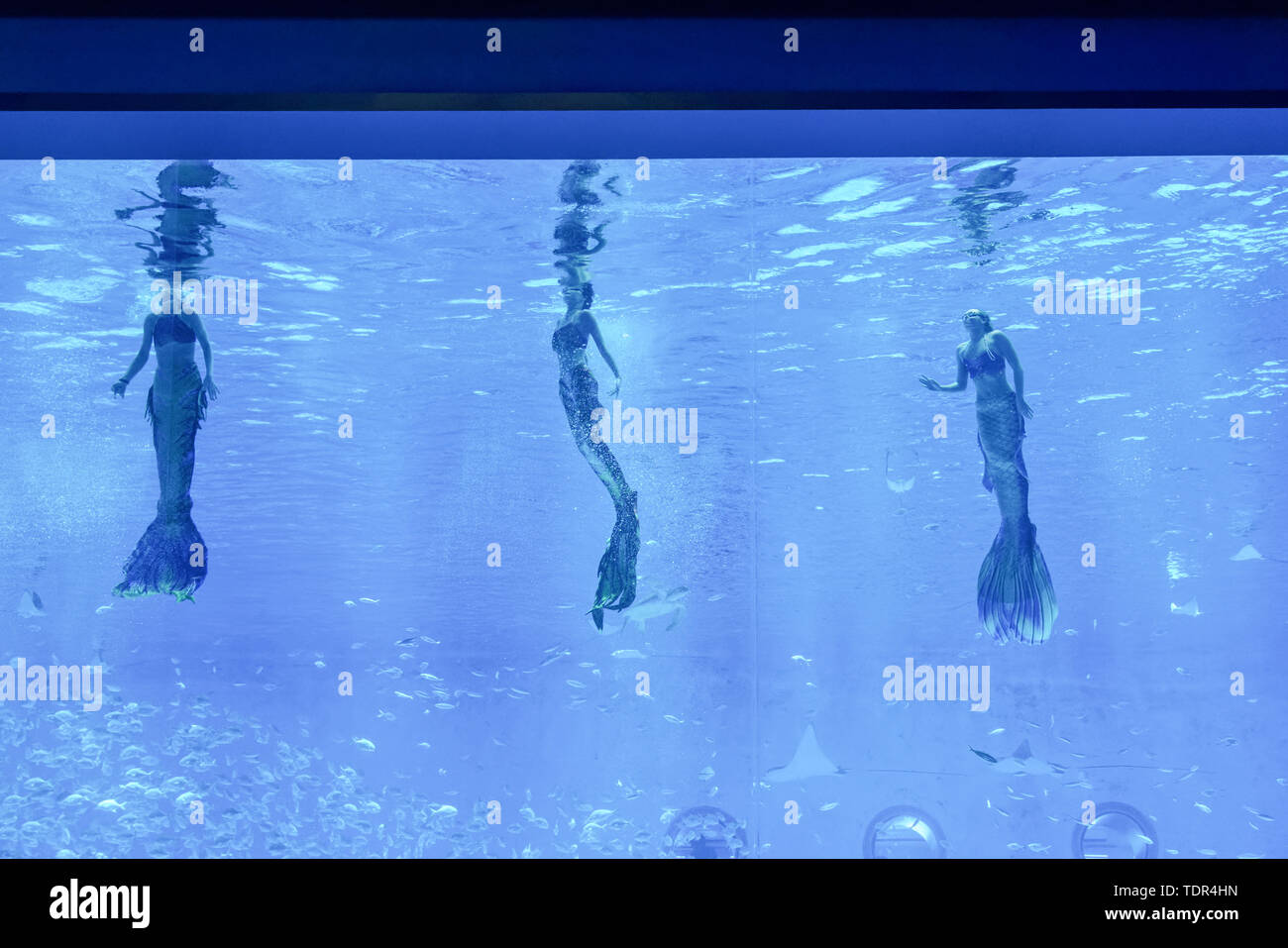 Mermaid performance at Haichang Ocean Park, Shanghai Stock Photo - Alamy