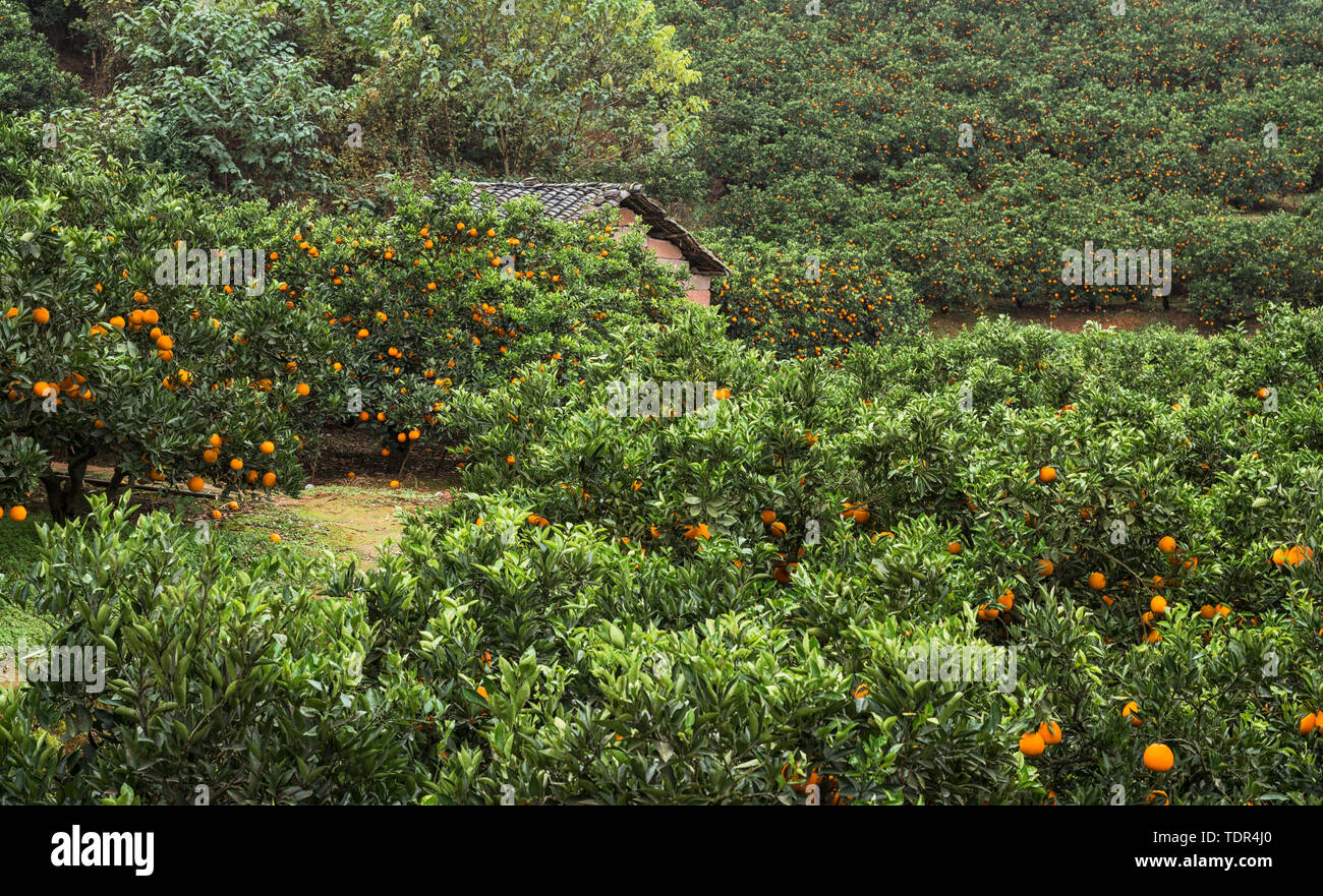 The fruit of oranges on the fruit trees in the orchard Stock Photo - Alamy