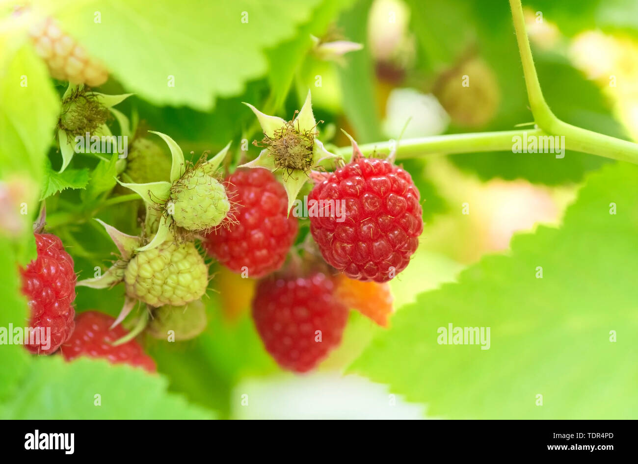 Raspberries growing hi-res stock photography and images - Alamy