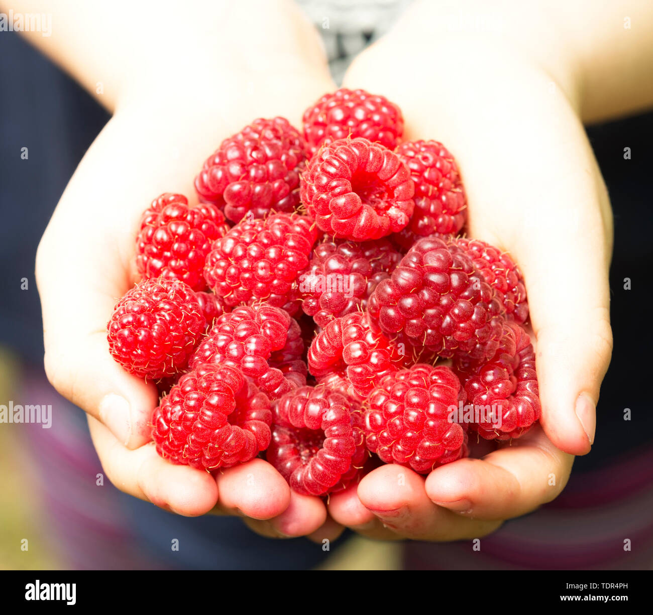 A photo child's hands offering raspberries Stock Photo - Alamy