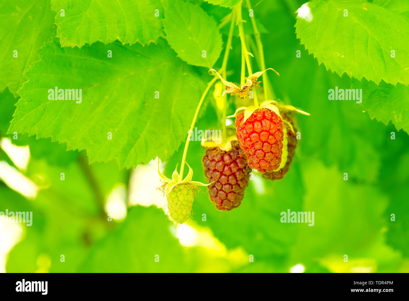 Loganberry plant garden hi-res stock photography and images - Alamy