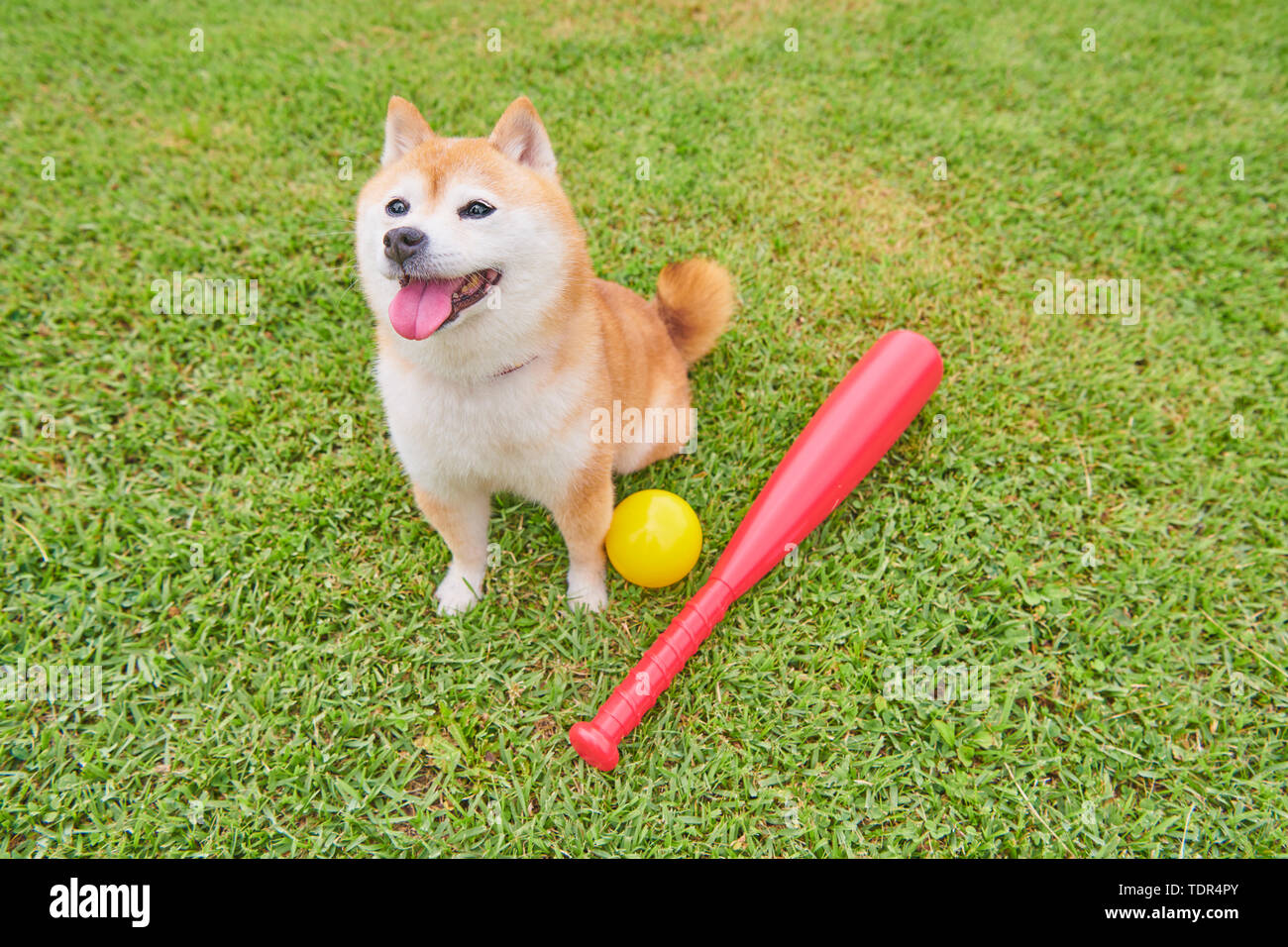 Baseball dog hi-res stock photography and images - Alamy