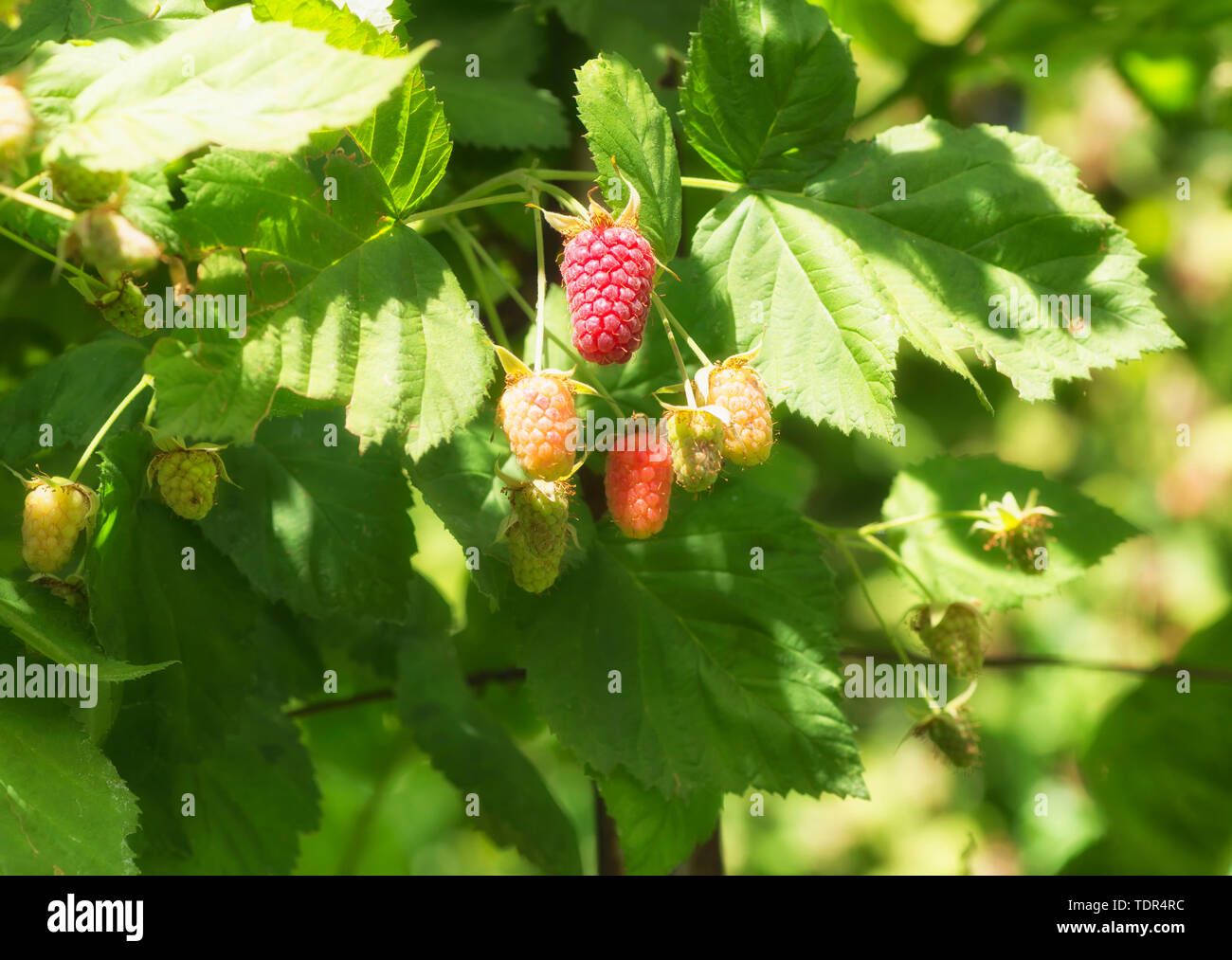A photo of a branch with raspberries on it Stock Photo - Alamy
