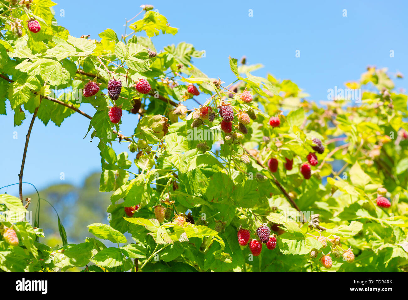 Loganberry hi-res stock photography and images - Alamy