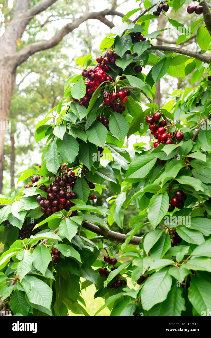 Cherries of the tree hi-res stock photography and images - Alamy