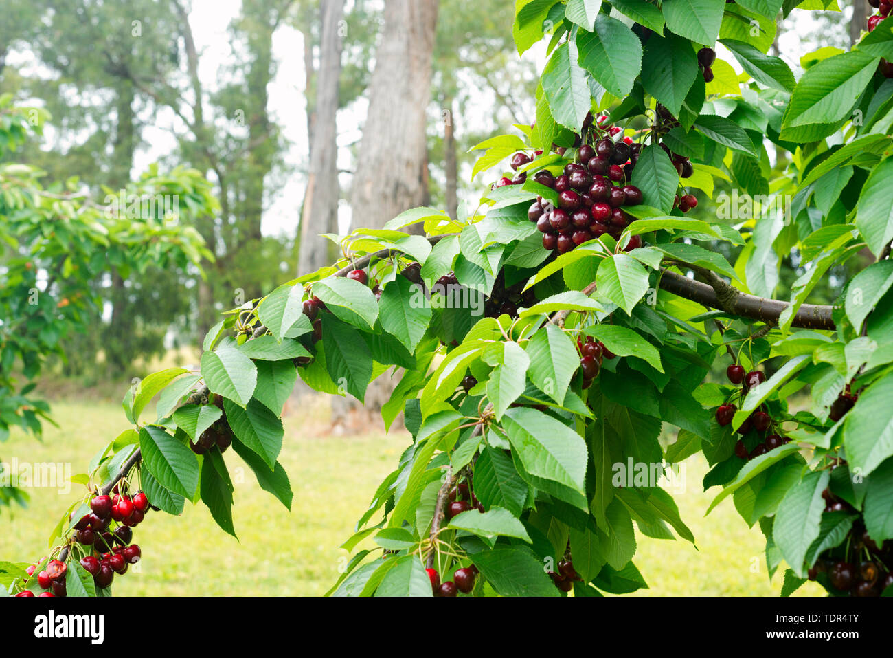 Cherry tree orchard hi-res stock photography and images - Alamy