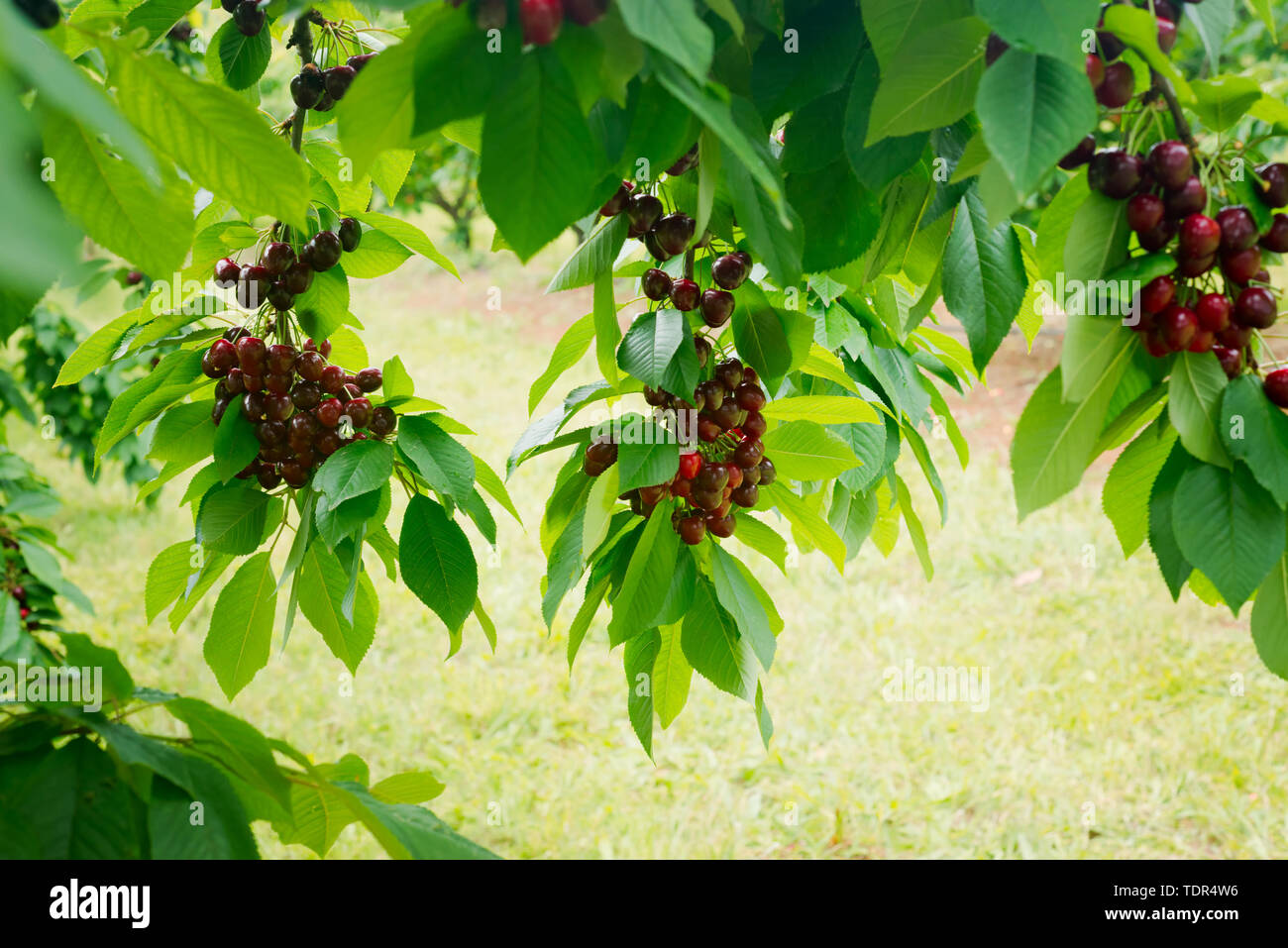 Cherry tree orchard hi-res stock photography and images - Alamy