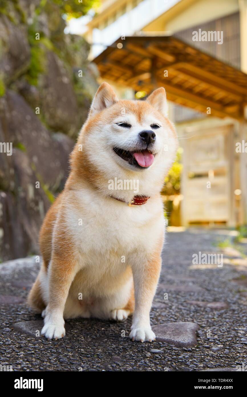 Japanese Shiba Inu dog Stock Photo - Alamy
