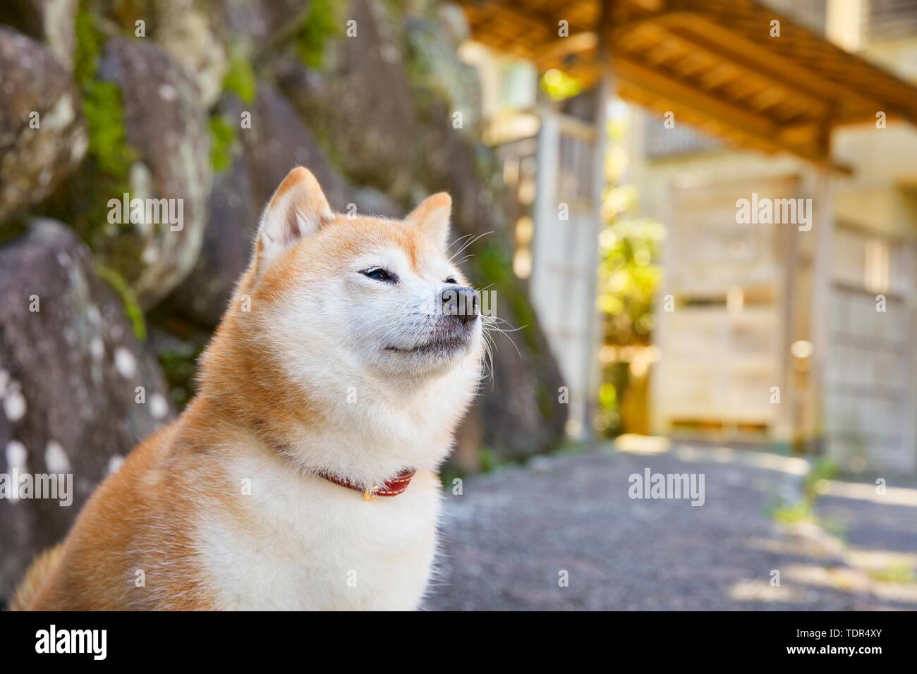 Japanese Shiba Inu dog Stock Photo - Alamy