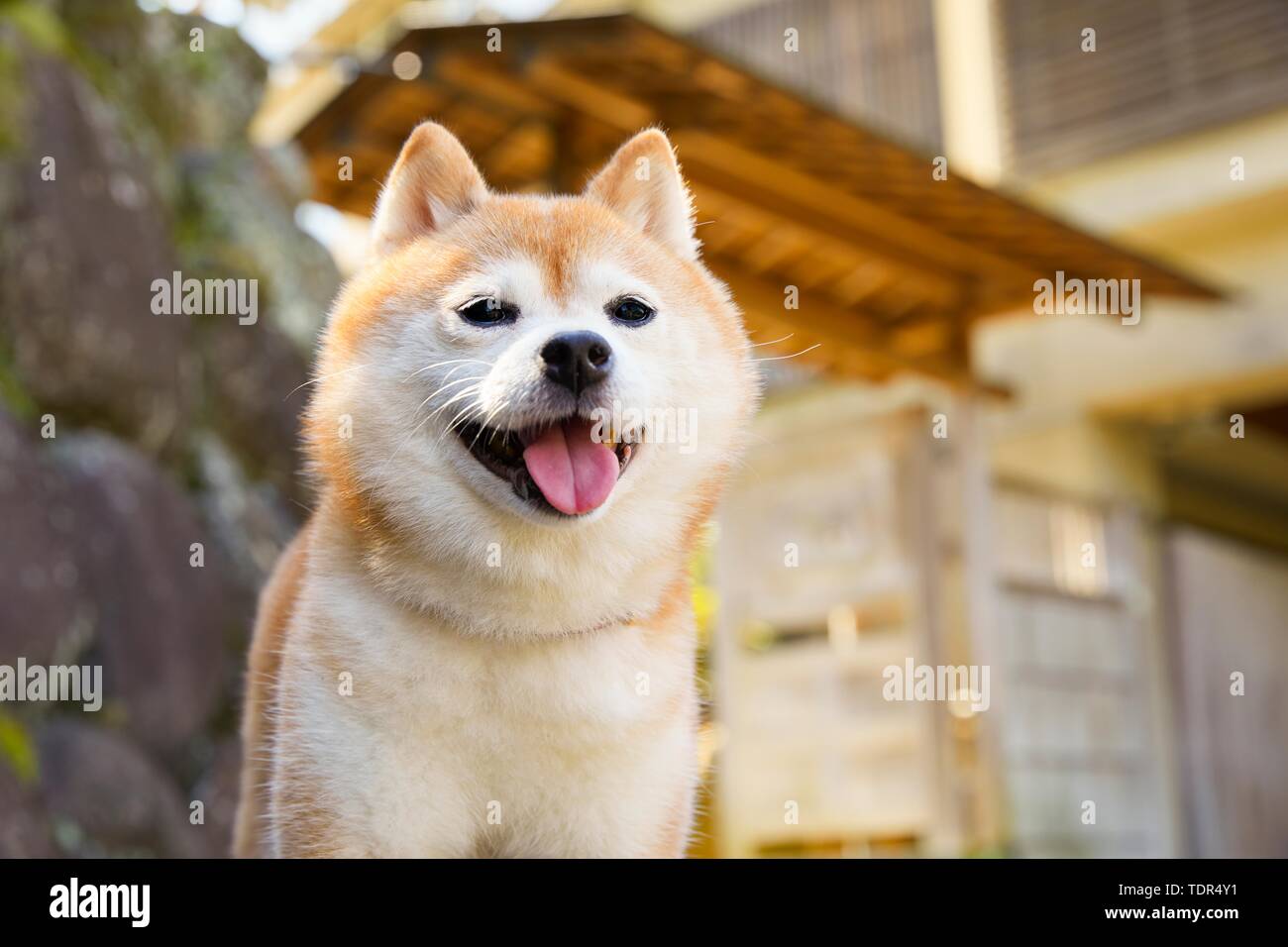 Cute japanese hi-res stock photography and images - Alamy
