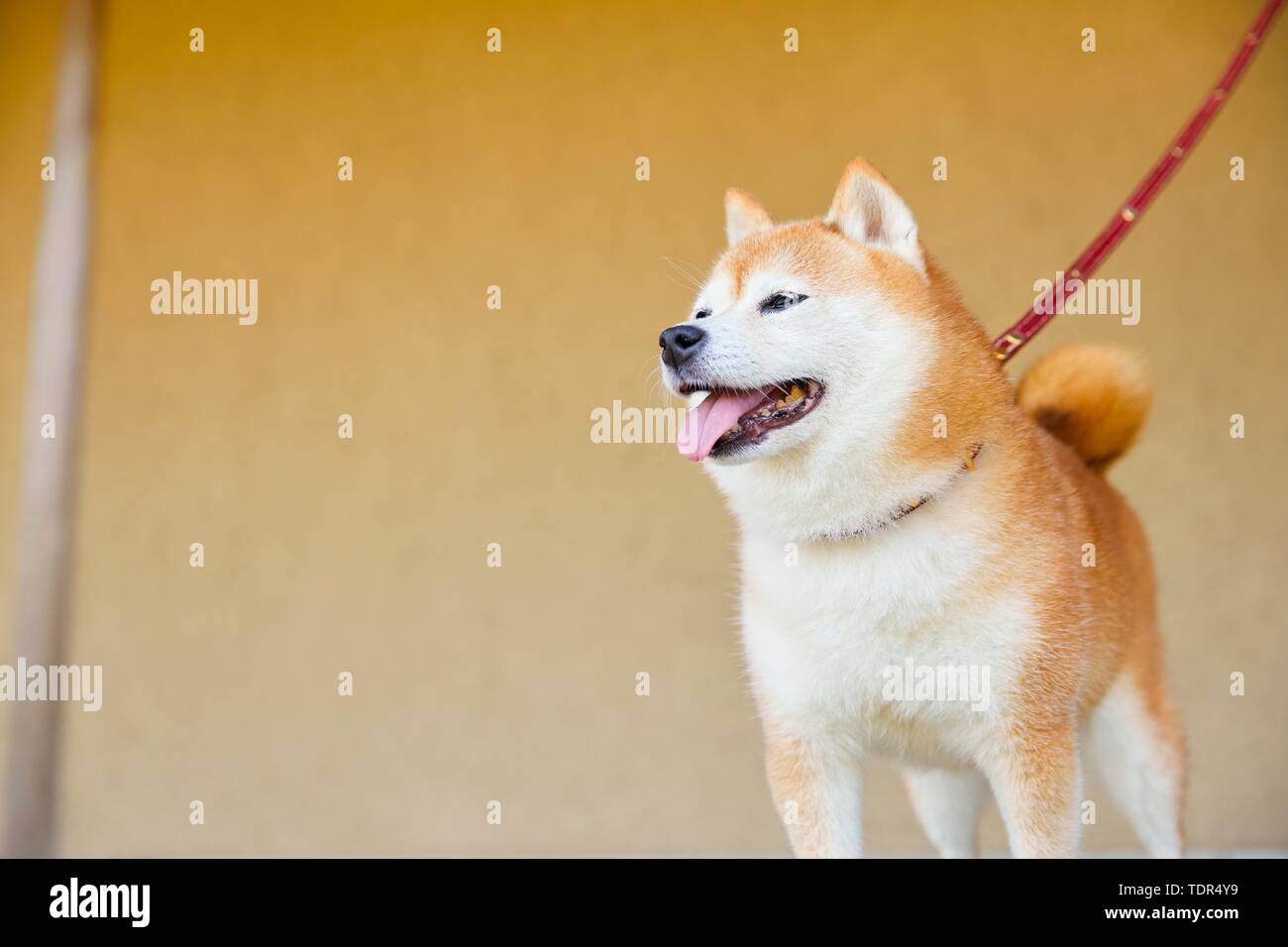 Japanese Shiba Inu dog Stock Photo - Alamy
