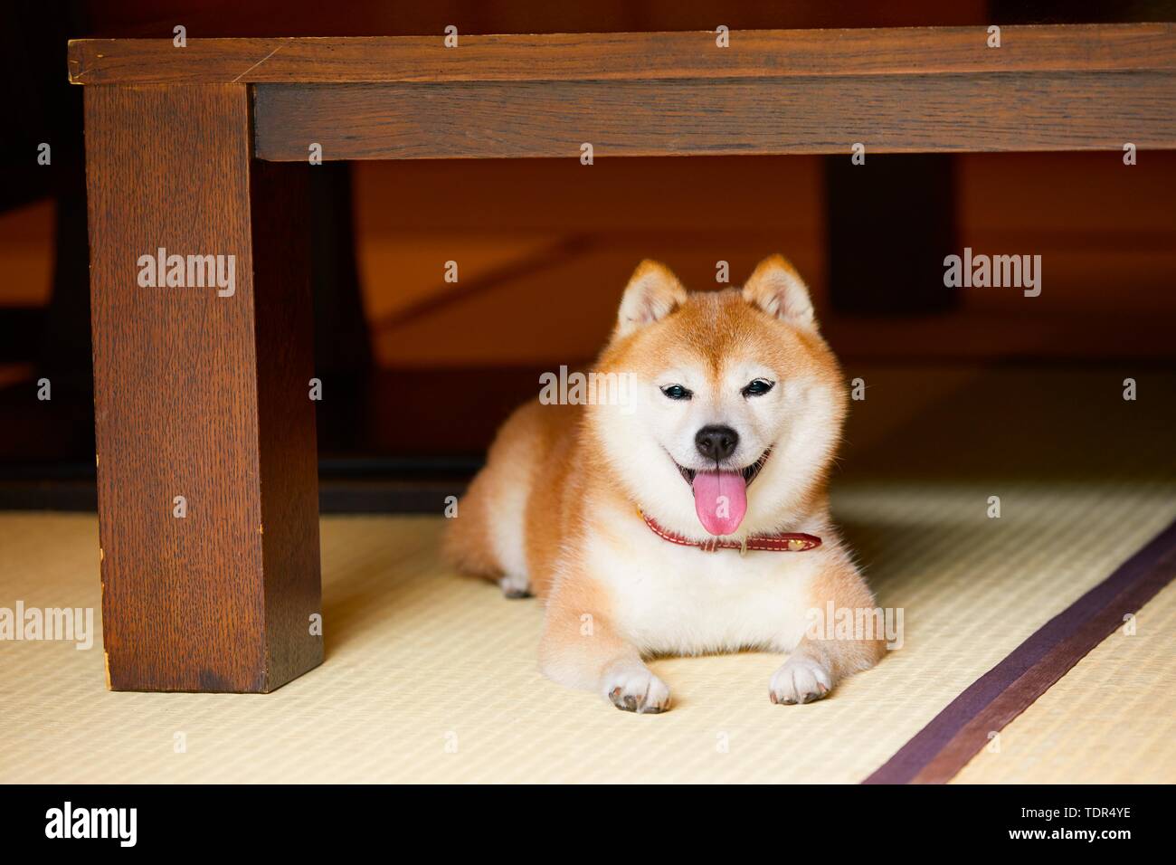 Japanese Shiba Inu dog Stock Photo - Alamy