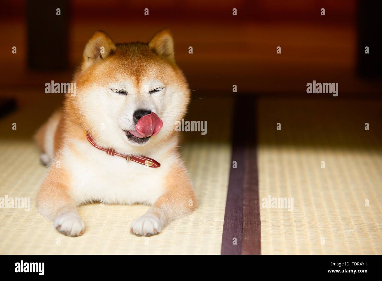 Japanese Shiba Inu dog Stock Photo - Alamy