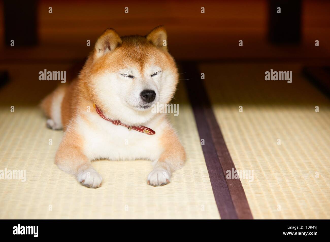 Japanese Shiba Inu dog Stock Photo - Alamy
