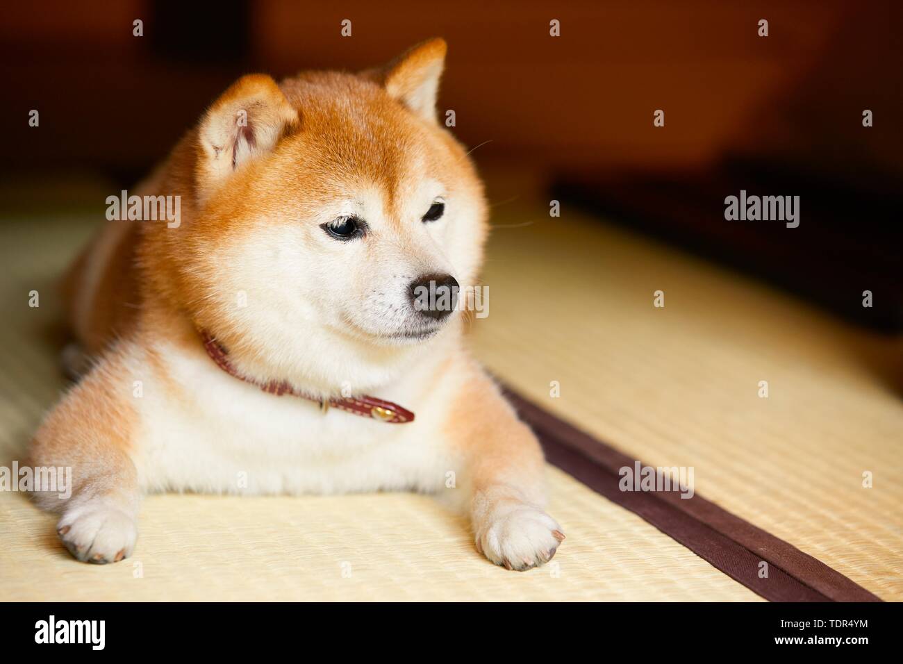 Japanese Shiba Inu dog Stock Photo - Alamy