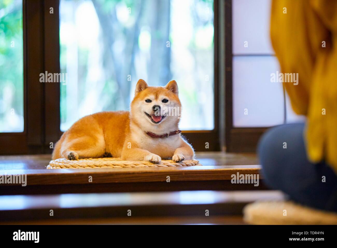 Japanese woman with pet dog hi-res stock photography and images - Alamy