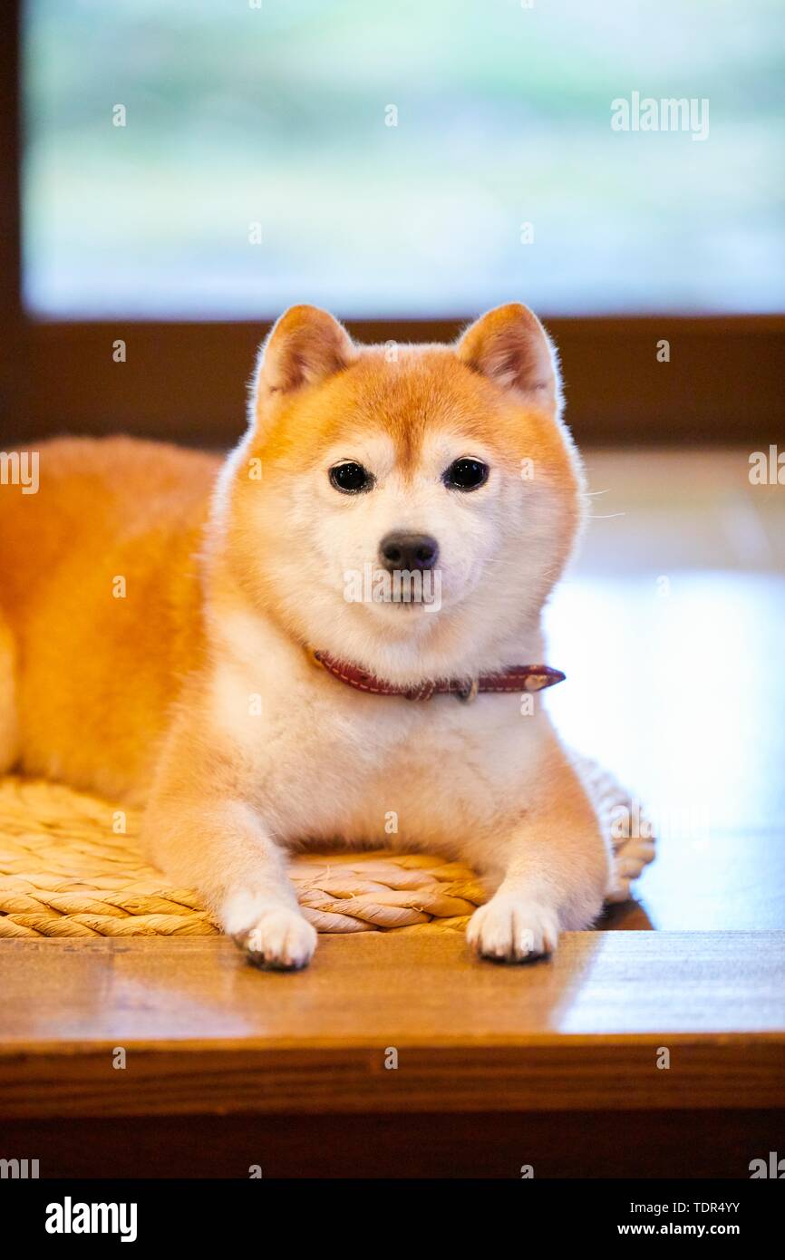 Japanese Shiba Inu dog Stock Photo - Alamy