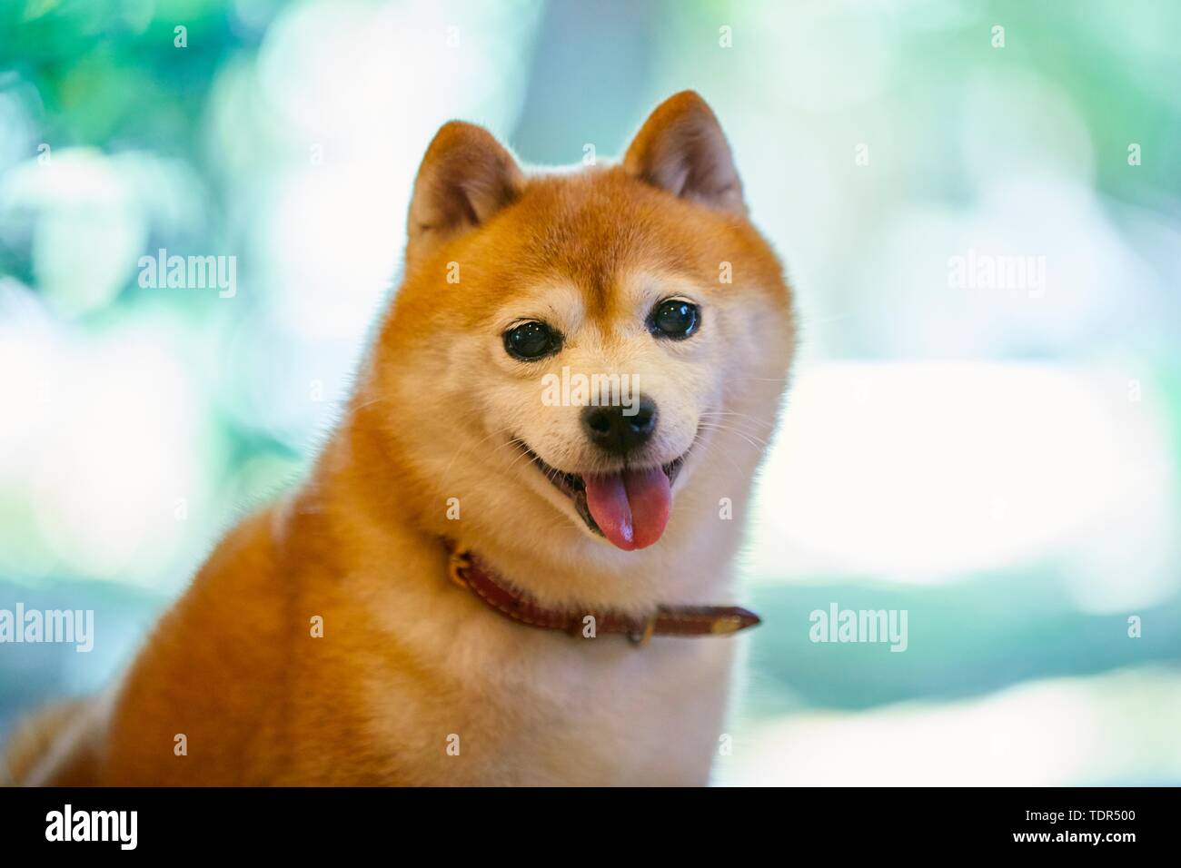 Japanese Shiba Inu dog Stock Photo - Alamy