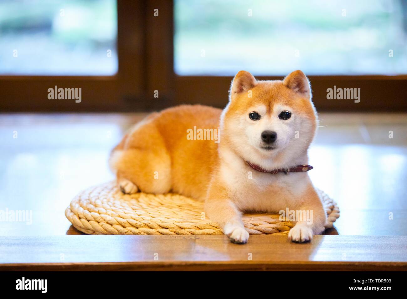 Japanese Shiba Inu dog Stock Photo - Alamy