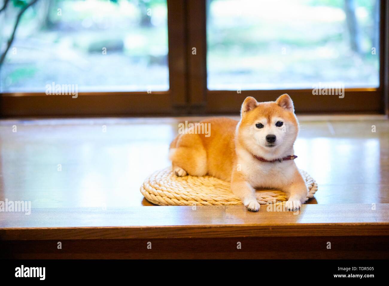 Japanese Shiba Inu dog Stock Photo - Alamy