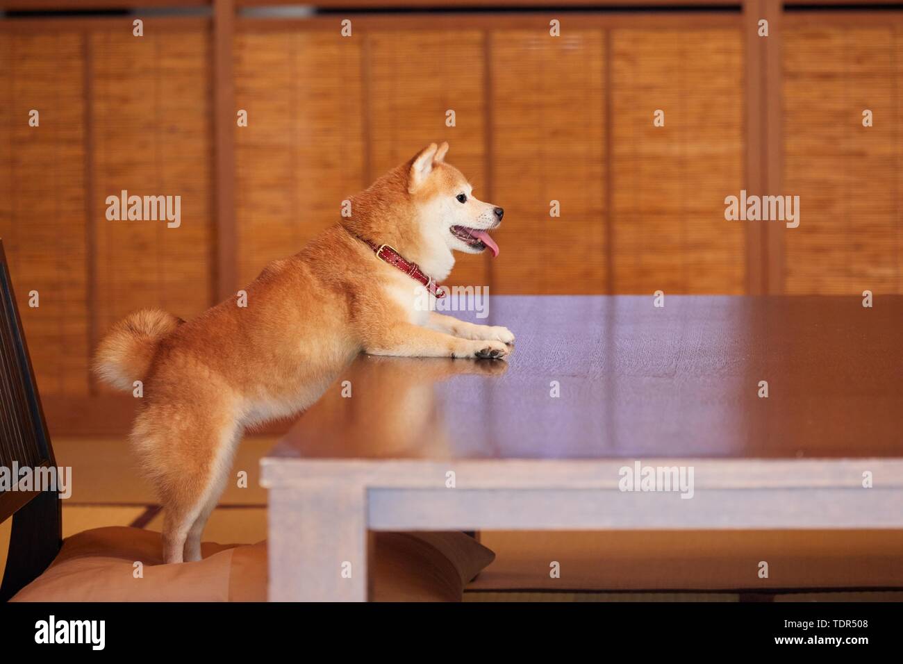 Japanese Shiba Inu dog Stock Photo - Alamy