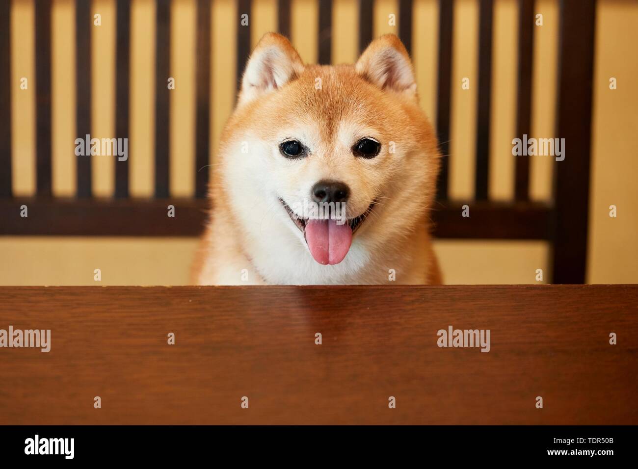 Japanese Shiba Inu dog Stock Photo - Alamy