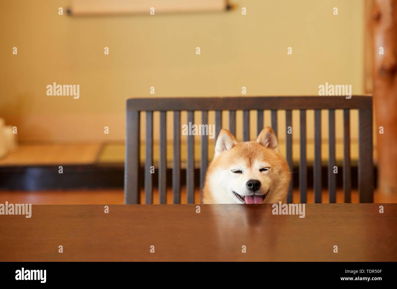 Japanese Shiba Inu dog Stock Photo - Alamy