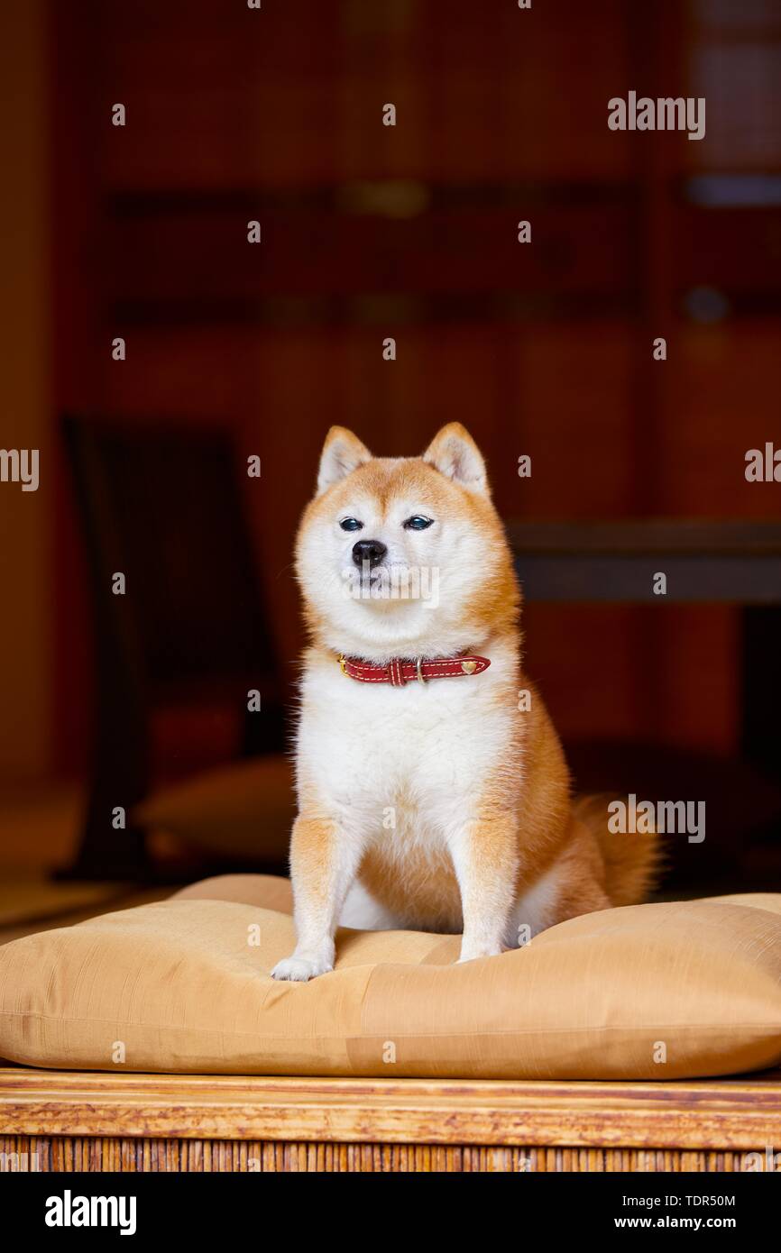 Japanese Shiba Inu dog Stock Photo - Alamy