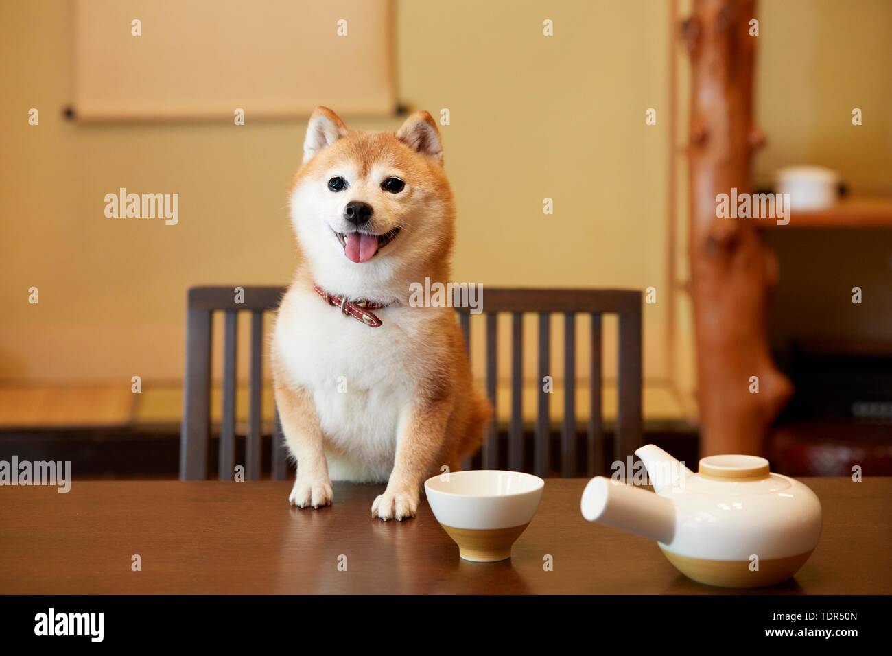 Japanese Shiba Inu dog Stock Photo - Alamy
